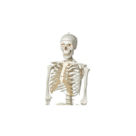 3B Scientific A10 skeleton model | Medi-Shop.gr