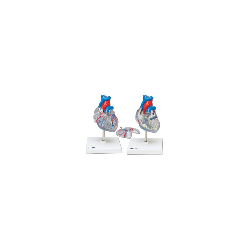 3B Scientific G08/3 classic heart m | Medi-Shop.gr