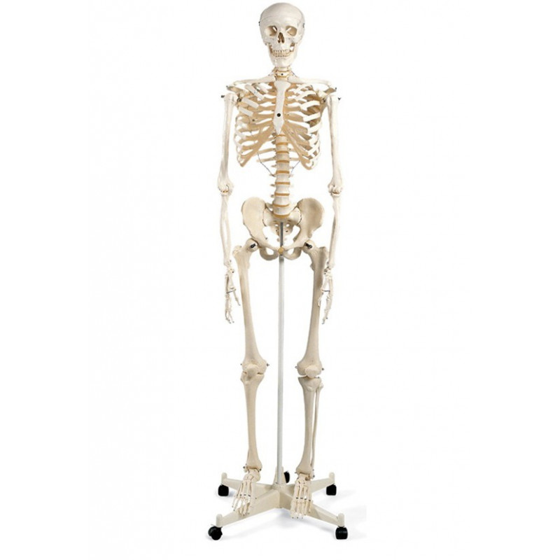 3B Scientific A10 skeleton model | Medi-Shop.gr