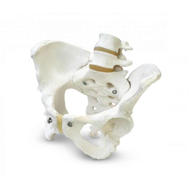 3B Scientific A61 female pelvic ske | Medi-Shop.gr