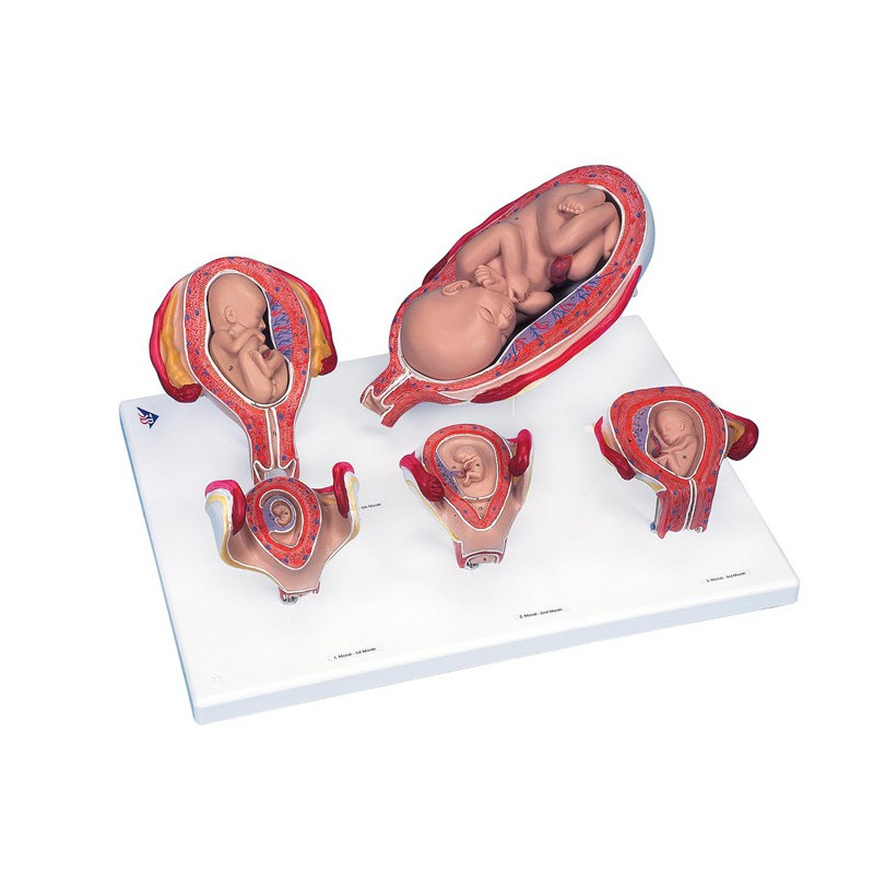 3B Scientific L11/9 5 pregnancy anatomical models | Medi-Shop.gr