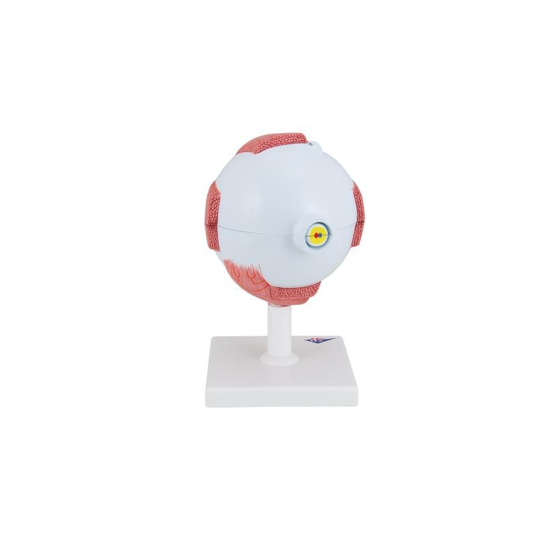 3B Scientific F10 eye model | Medi-Shop.gr