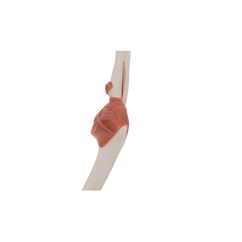 Functional elbow joint A83 | Medi-Shop.gr