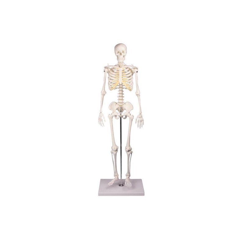 Erler Zimmer 3032 skeleton model | Medi-Shop.gr