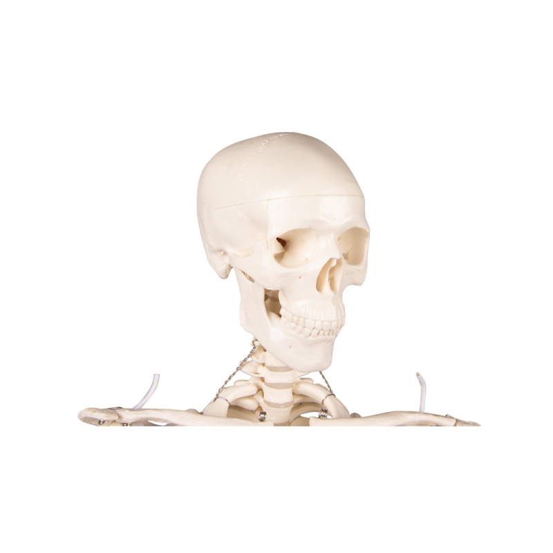 Erler Zimmer 3032 skeleton model | Medi-Shop.gr