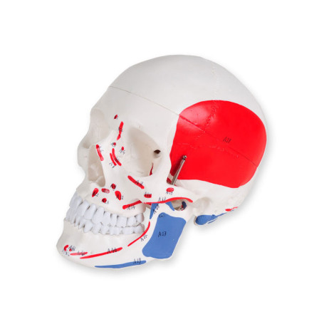 Human skull muscle model 40163 | Medi-Shop.gr