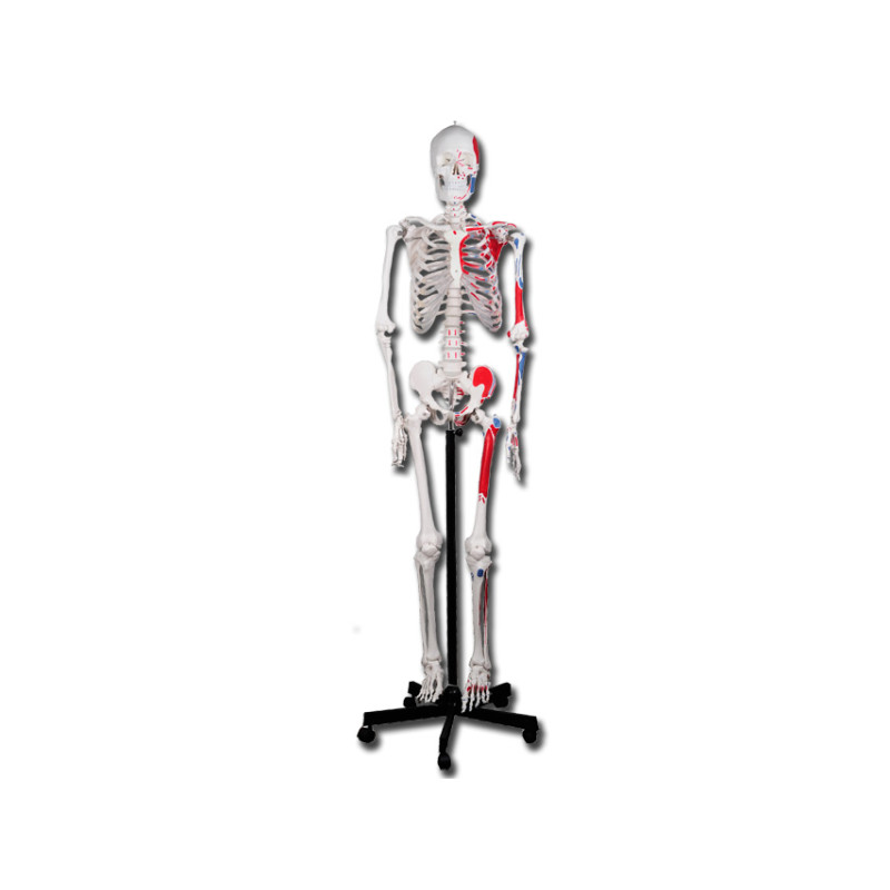 Muscular skeleton model 40124 | Medi-Shop.gr