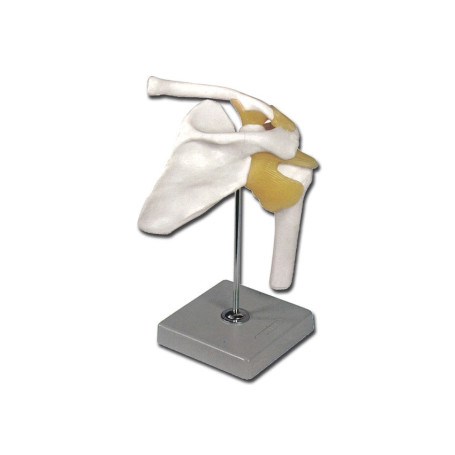 Shoulder joint model 40140 | Medi-Shop.gr