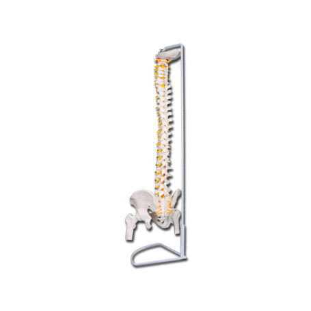 Spinal column model 40127 | Medi-Shop.gr