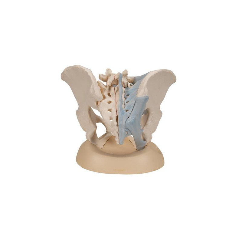 3B Scientific 3-part female pelvis skeleton model with ligaments | Medi ...