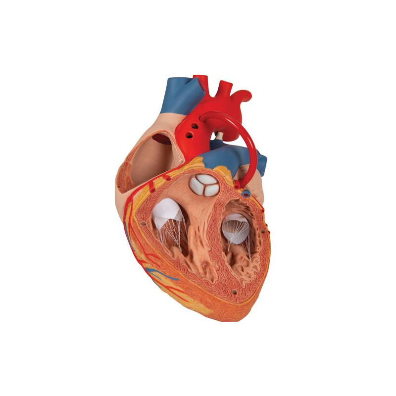 3B Scientific 4-part heart model with Bypass | Medi-Shop.gr