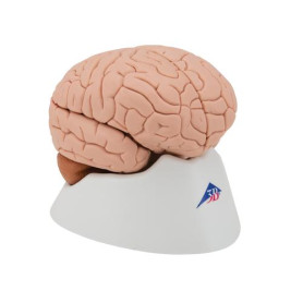 Brain models | Medi-Shop.gr