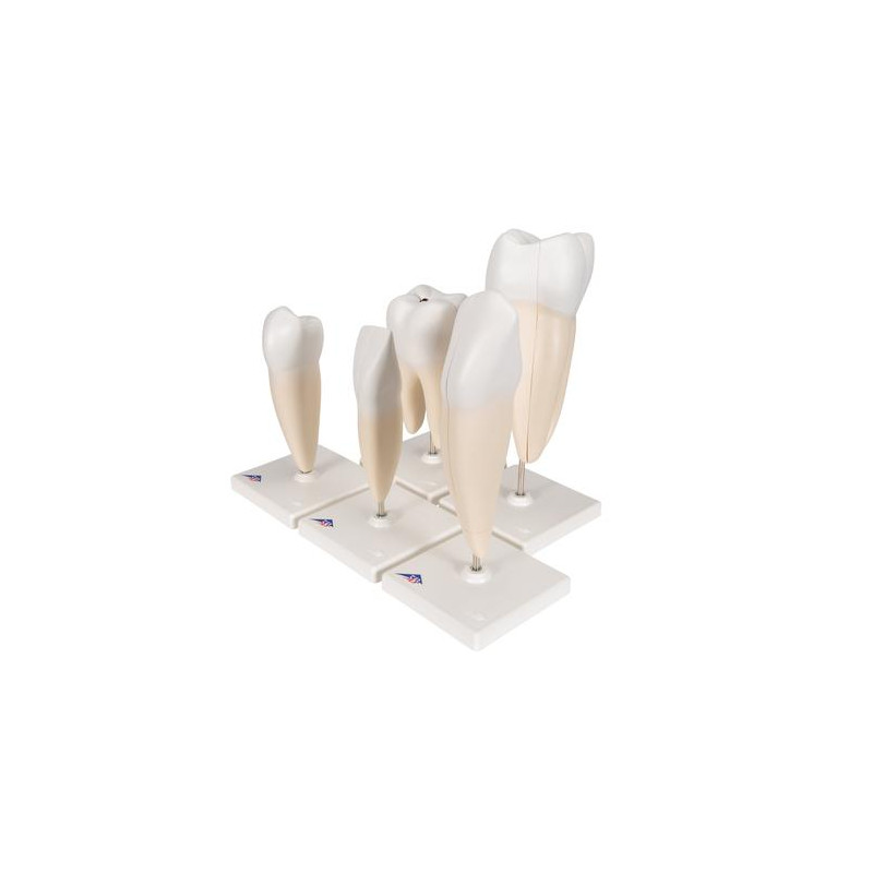 3B Scientific classic 5-tooth model set | Medi-Shop.gr