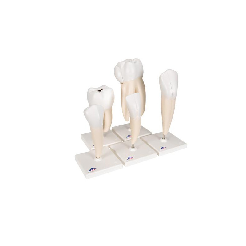 3B Scientific classic 5-tooth model set | Medi-Shop.gr