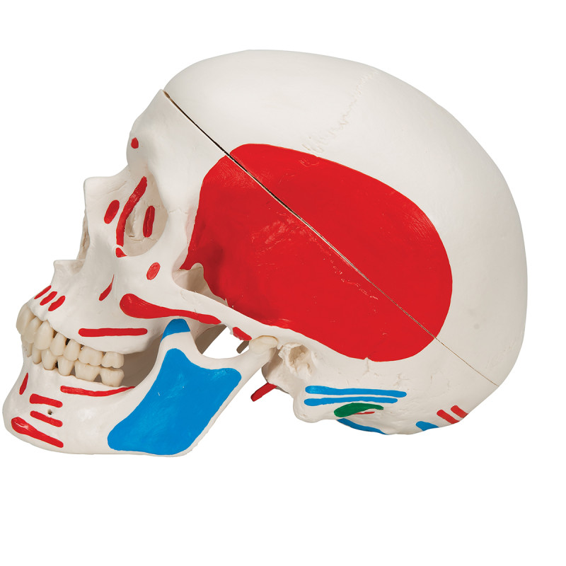 3B Scientific 3-part colored skull model | Medi-Shop.gr