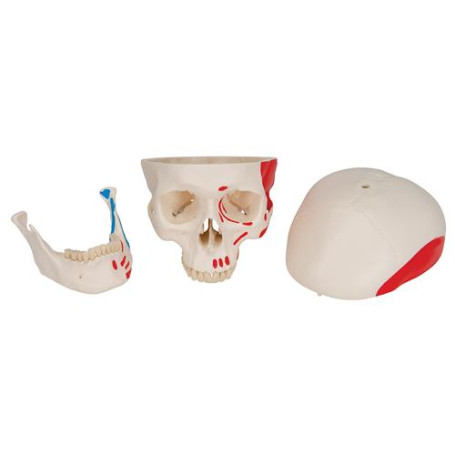 3B Scientific 3-part colored skull model | Medi-Shop.gr