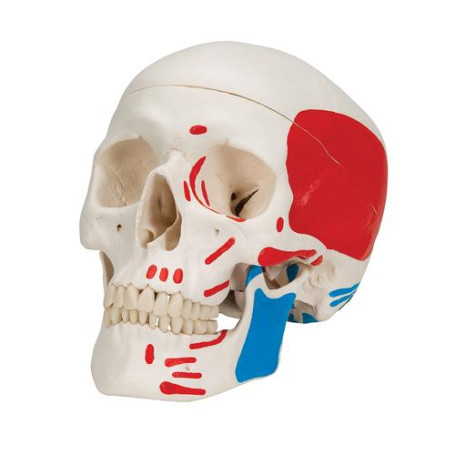 3B Scientific 3-part colored skull model | Medi-Shop.gr