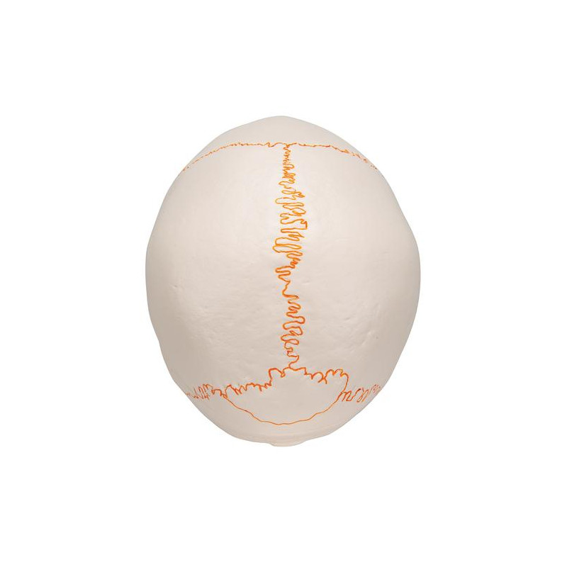 3B Scientific 3-part opened lower jaw skull model | Medi-Shop.gr