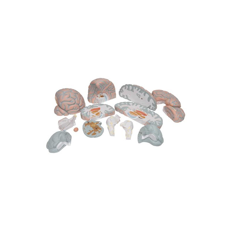 3B Scientific 2.5x full-size 14-part giant brain model | Medi-Shop.gr