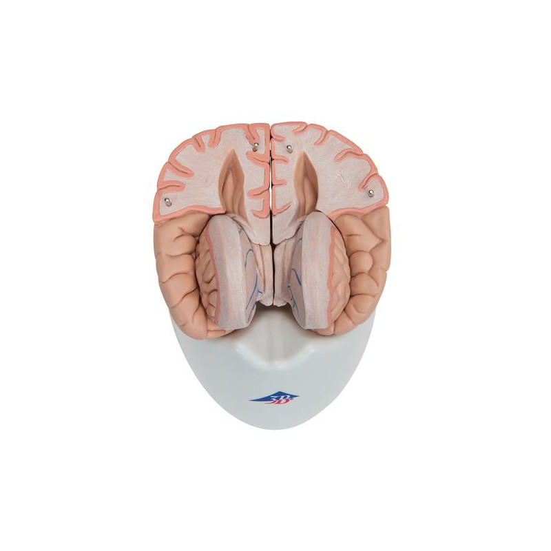 3B Scientific 8-part human brain model | Medi-Shop.gr