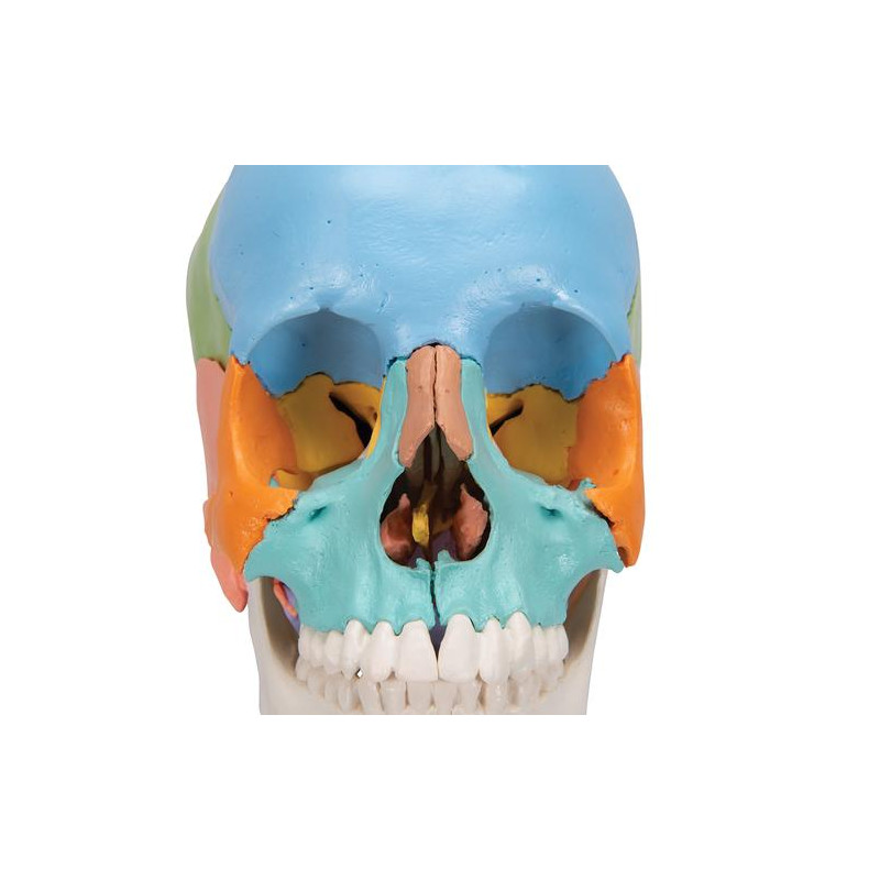 3B Scientific osteopathic skull model color version | Medi-Shop.gr