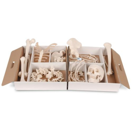 3B Scientific disarticulated half human skeleton model with wire ...