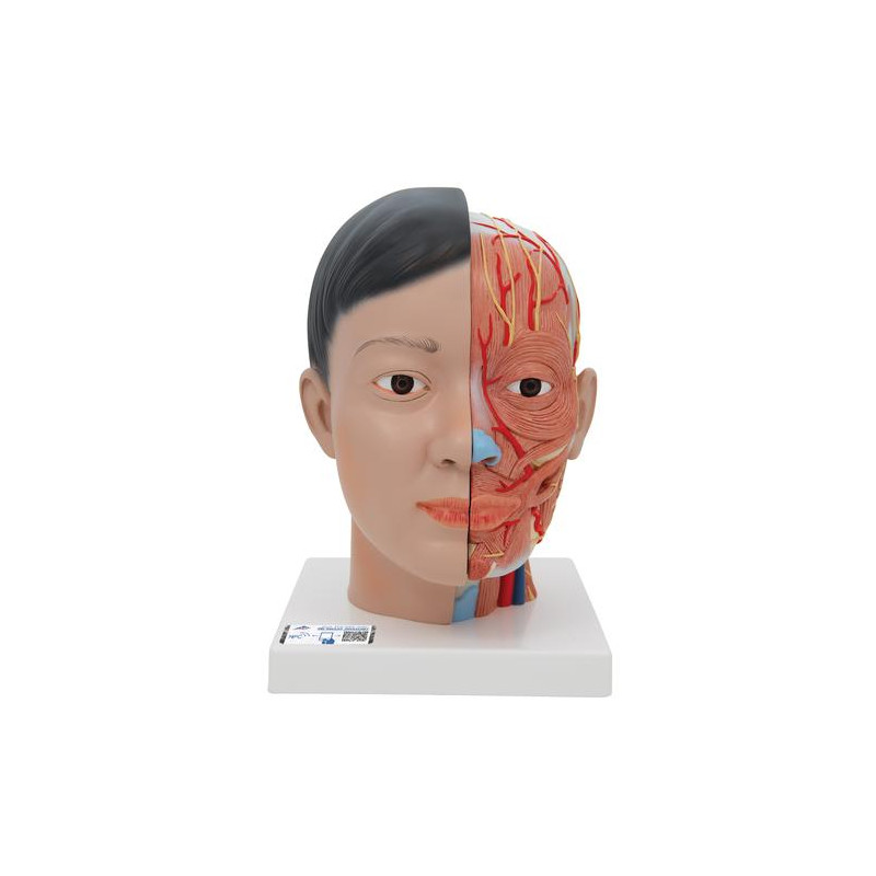 3B Scientific Deluxe 4-part head model with neck | Medi-Shop.gr