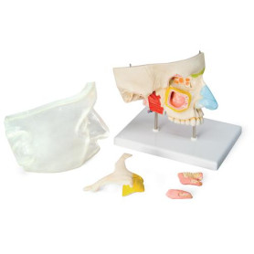Respiratory system models | Medi-Shop.gr