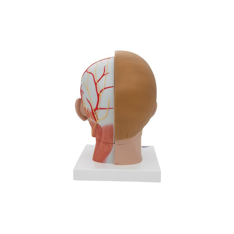 3B Scientific 4-part human head model with neck | Medi-Shop.gr