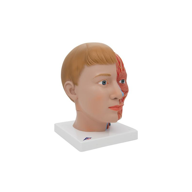 3B Scientific 4-part human head model with neck | Medi-Shop.gr