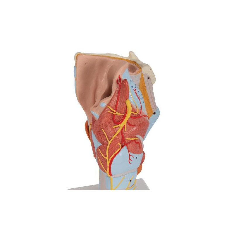 3B Scientific 7-parts large size larynx model | Medi-Shop.gr