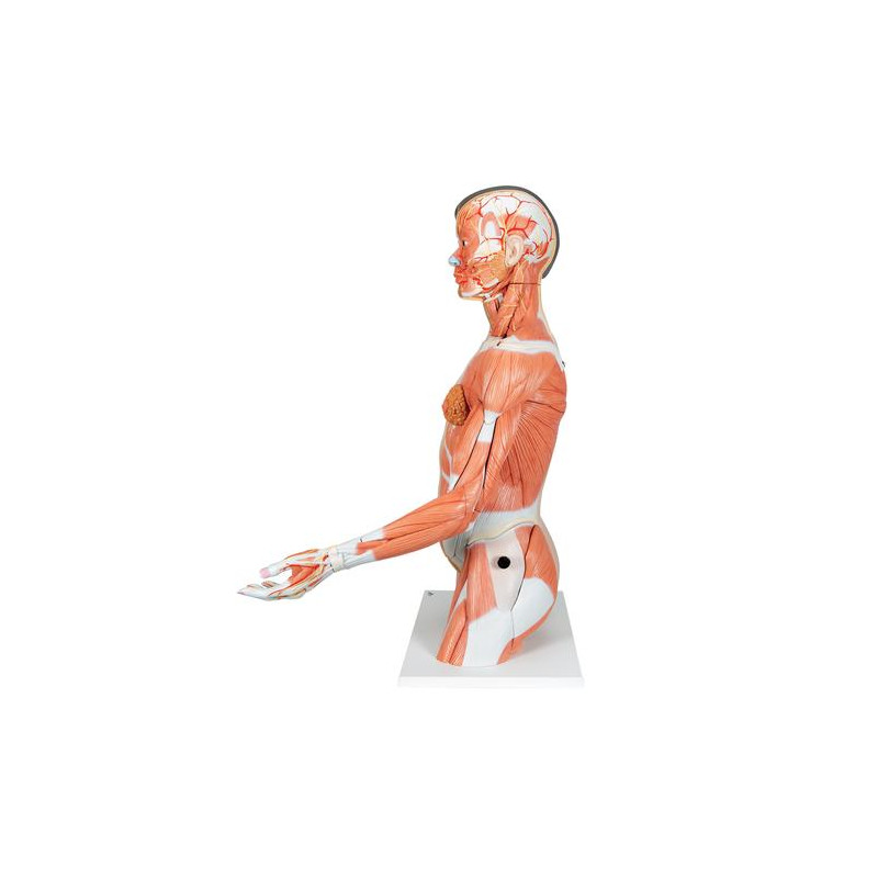 3B Scientific 33-part unisex human torso model with muscular arm | Medi ...
