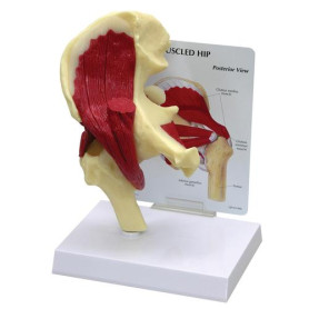 Muscle anatomy models | Medi-Shop.gr