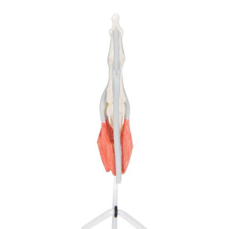 3B Scientific middle finger model with muscles and tendons | Medi-Shop.gr