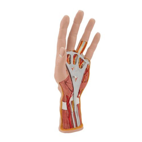 3B Scientific hand model with muscles, tendons, ligaments, nerves, and ...
