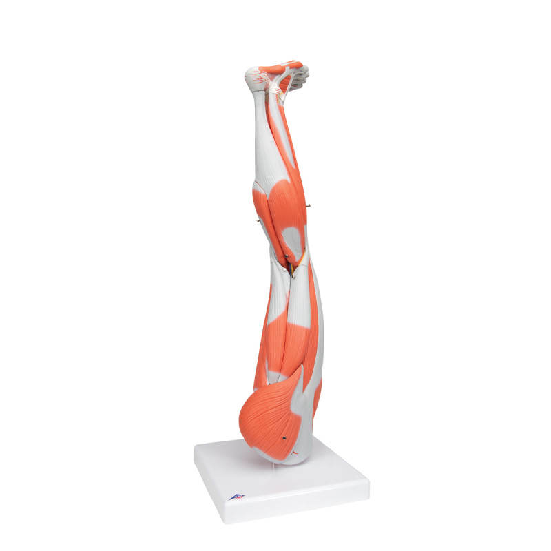 3B Scientific 9-part muscle leg model | Medi-Shop.gr