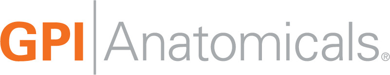 GPI Anatomicals cut-away section stomach ulcer model | Medi-Shop.gr